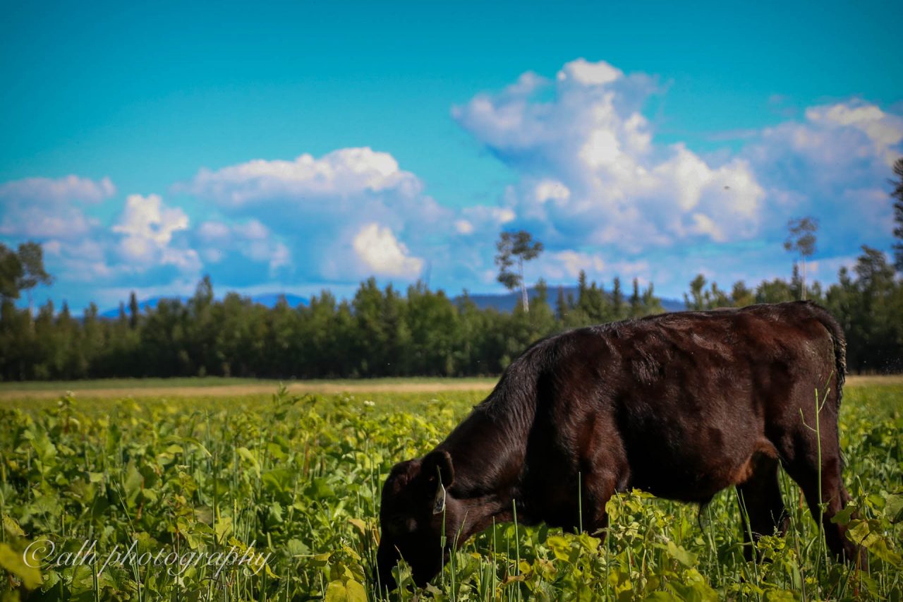 About - Alaska Natural Foods